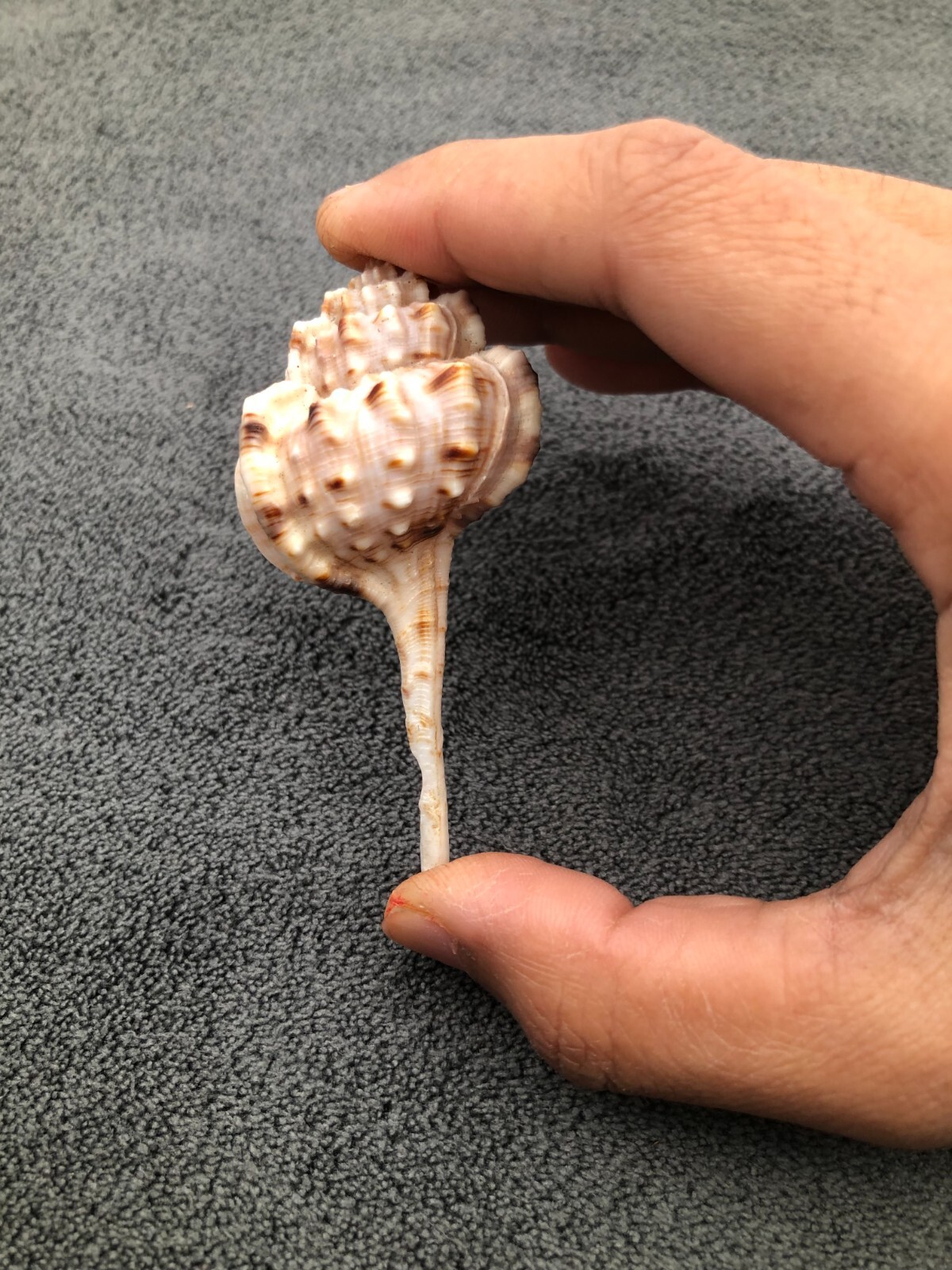 Natural Gada sankh for puja. 7 cm | eBay