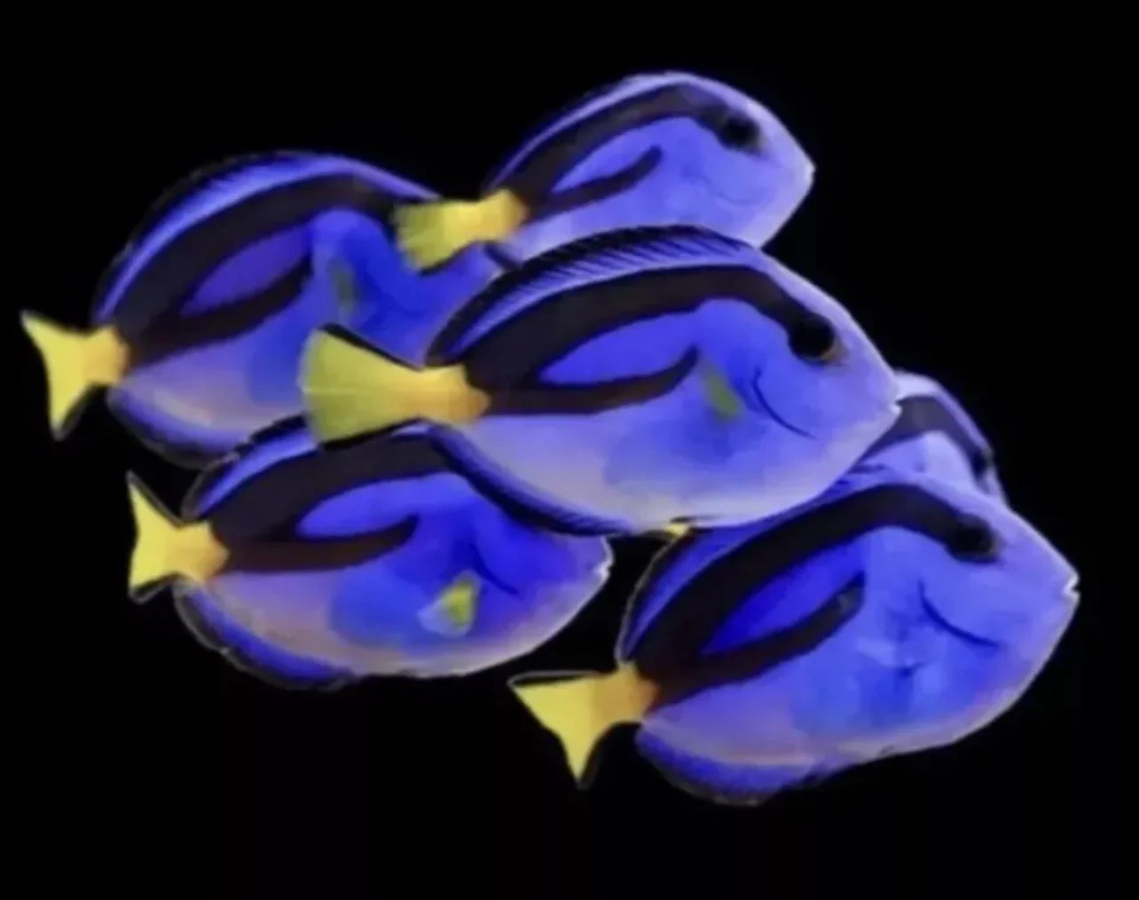 2 Blue Hippo Tangs Small 1.25“- 2” inches- Saltwater Fish | eBay
