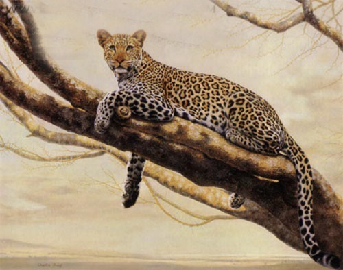 African Leopard by Charles Frace Spotted Big Cat Wildlife Paper Art ...