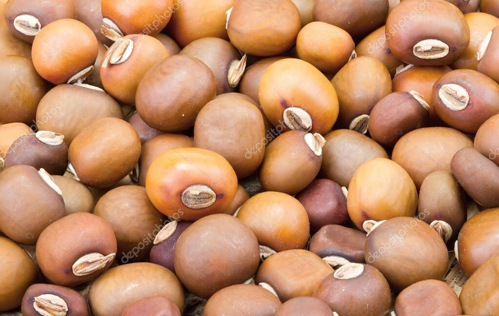 10 Winged Bean Seeds | Dragon Goa Asparagus Sigarilyas Chathura Payar ...