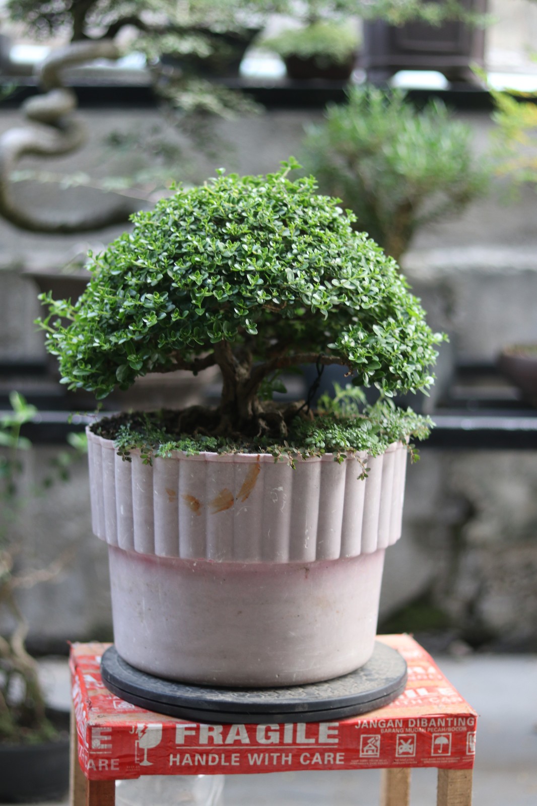 Real Picture Bonsai Premna Microphylla | Bonsai Tree Small | Bonsai 42 ...