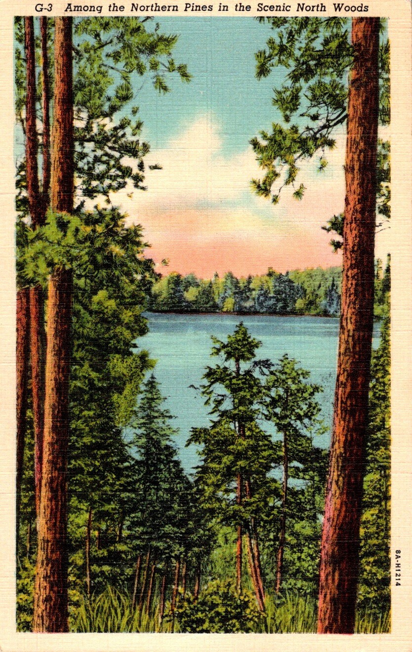 Winona MI-Minnesota Scenic North Woods Northern Pines Vintage Postcard ...