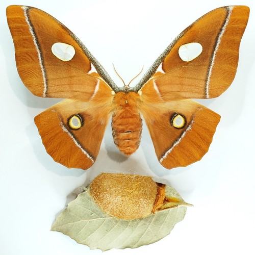 SPLENDID Antheraea godmani PERFECT FEMALE + COCOON FROM PANAMA | eBay