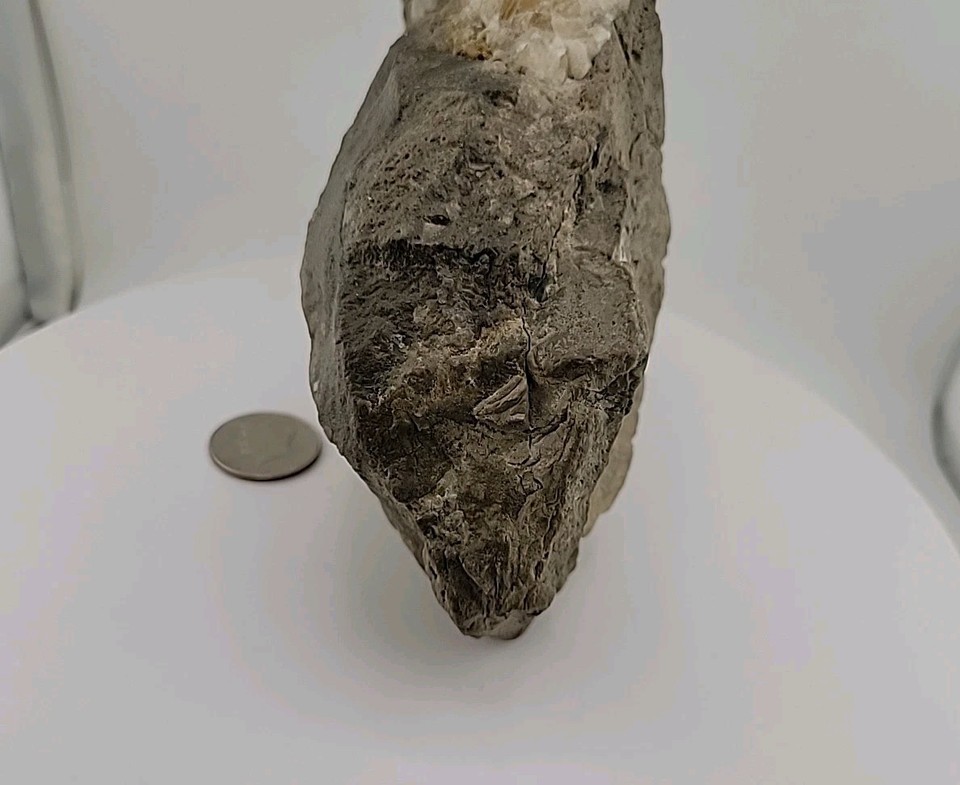 Complete Fossilized Fish With Bite Mark On Chest High Uv Reactive | eBay