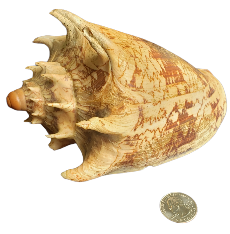 Giant Seashell Imperial volute Cymbiola imperialis from Philippines 190 ...