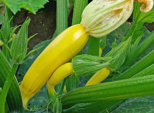Zucchini Golden Yellow - L'une des plus belles variétés de courgettes ...