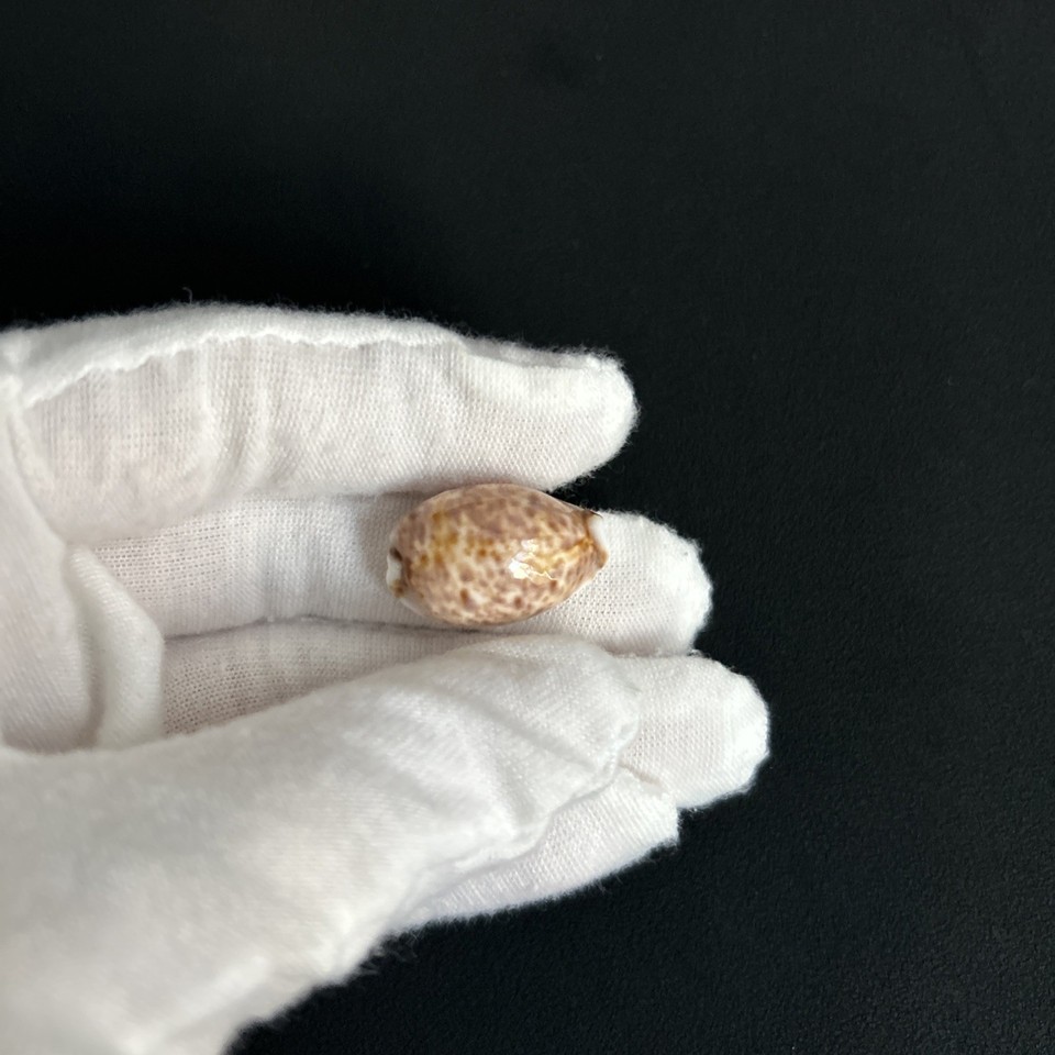 Lyncina lynx, Cypraea lynx, 22&23.1mm, French Polynesia cowrie ...