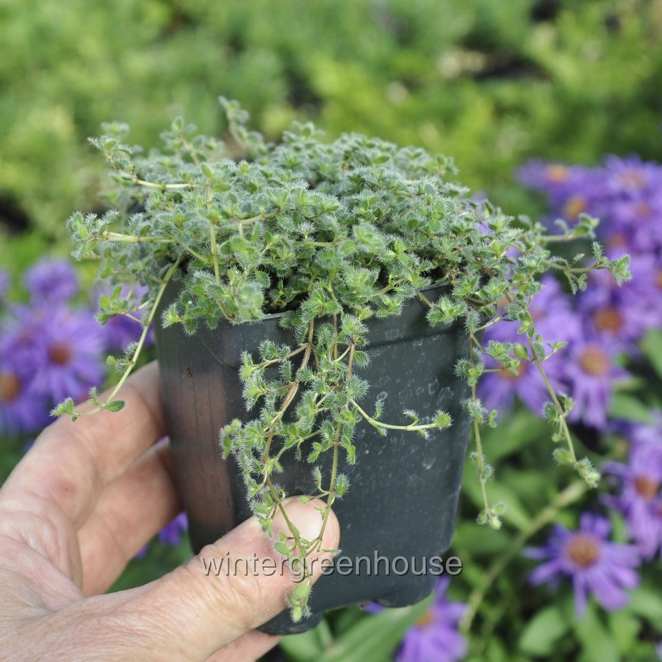 Thymus pseudolanuginosus, Wooly Thyme | eBay