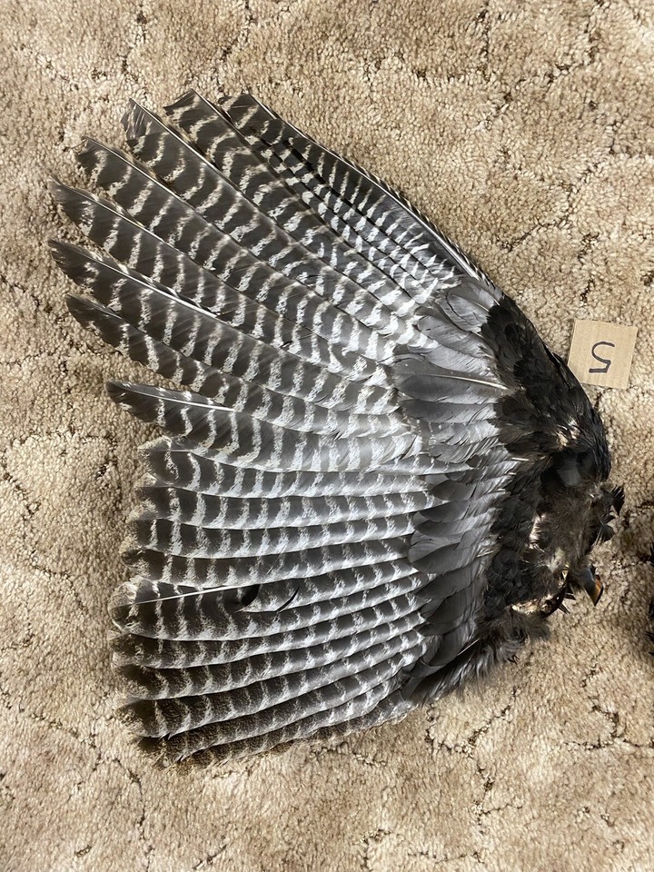 Wild Turkey Wings Feathers Fly Tying Fletching Tail Fan Rustic Cabin ...