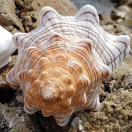 18cm Natural Red Spindle Conch Shell Large Sea Shell Aquarium Decor ...