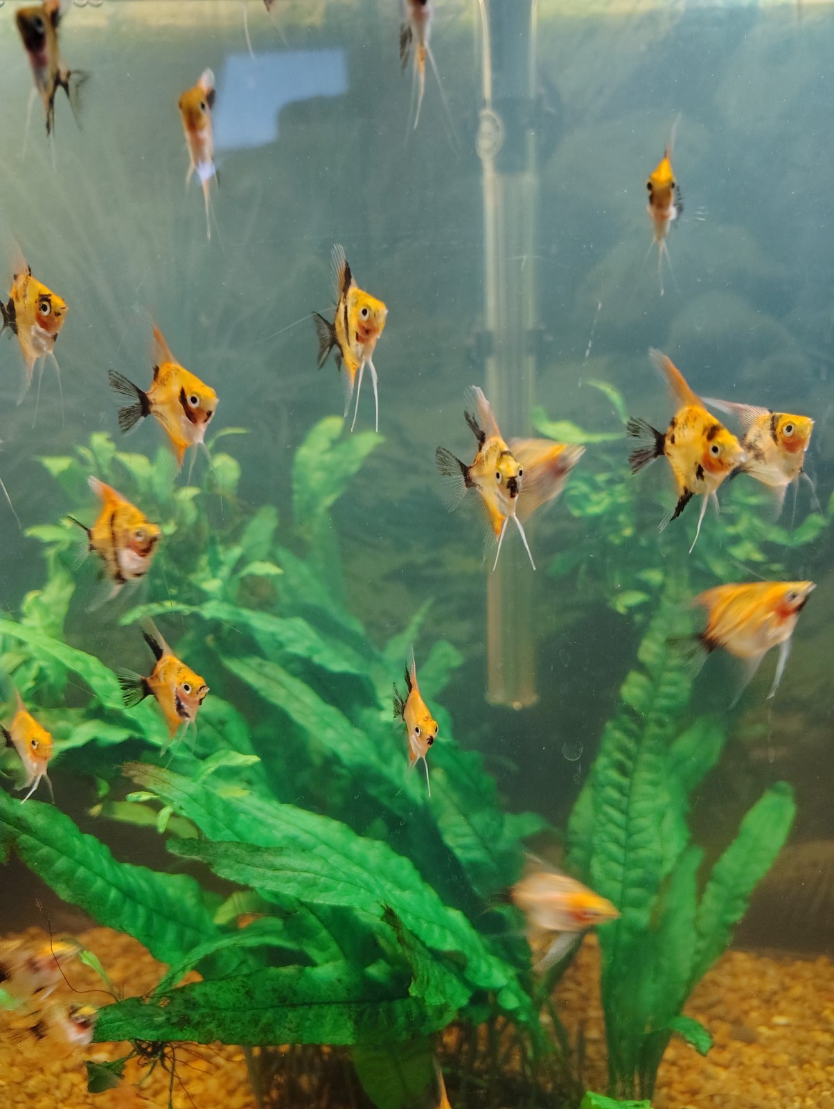 4 Beautiful Orange High Coverage Koi Angelfish- Dime Size (4 fish) | eBay