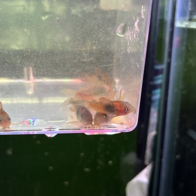 Orange Venezuela Adult Size Corydoras (Cory catfish) live fish tank ...