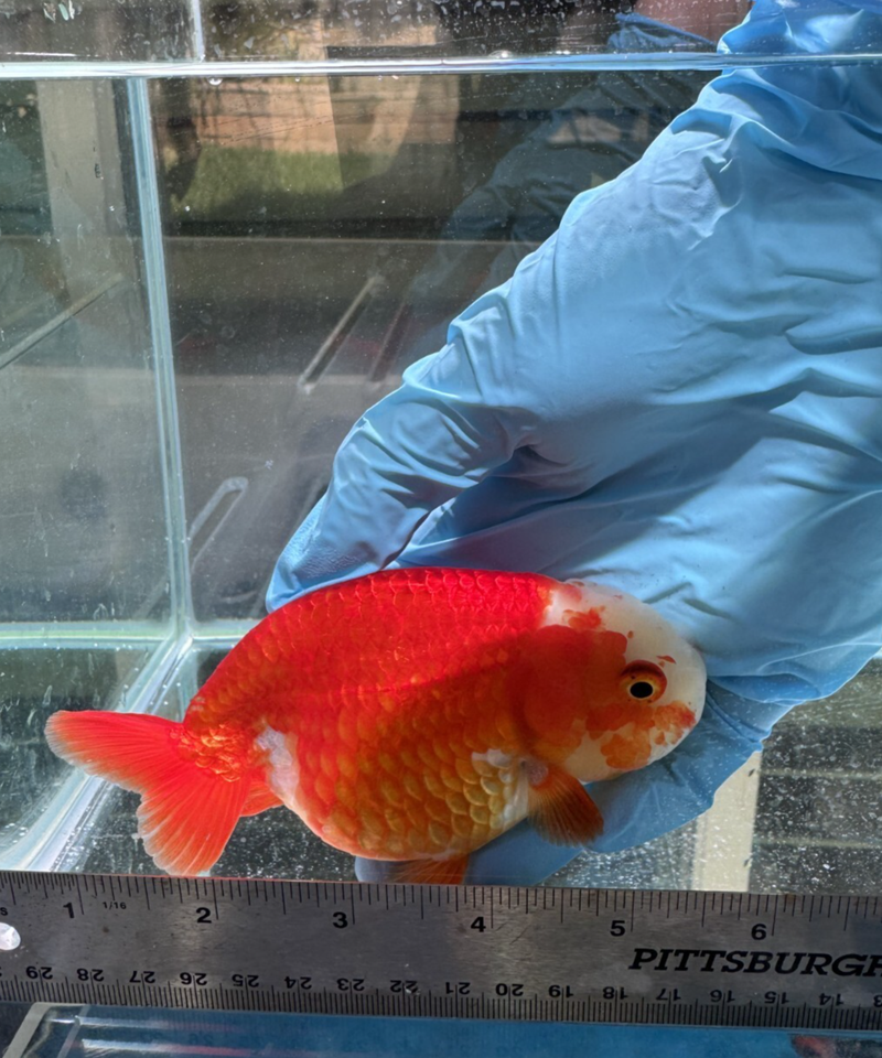 Top-Quality Red/White Ranchu Goldfish | eBay
