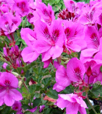 STUNNING PURPLE PINK PELARGONIUM FANCY REGAL GERANIUM 3X 6" LIVE PLANT ...
