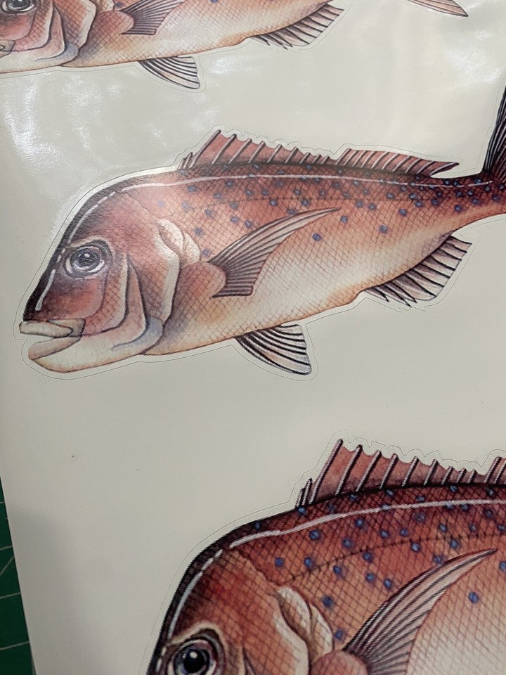 Snapper full colour cut ready install Decal Fishing Boat Sticker Decal ...