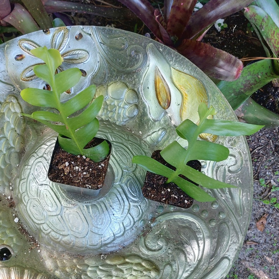 Sharktooth, Fern Leaf Orchid Cactus, Selenicereus chrysocardium | eBay