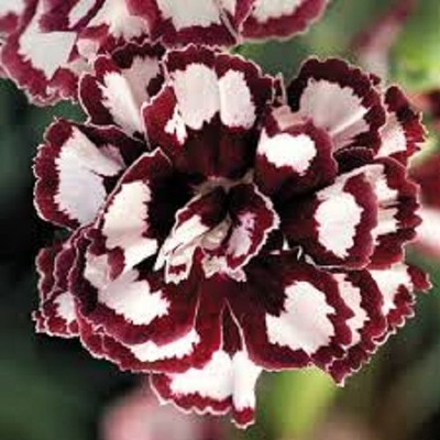 30+ Fragrant Carnation Red and White Raspberry Ripple Perennial Flower ...