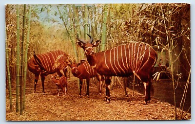 Bongo Antelopes at Chicago Natural History Museum Illinois Postcard | eBay