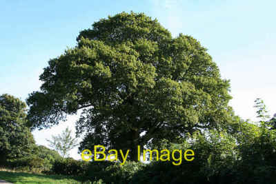 Photo 6x4 Membury: oak tree Crawley/ST2607 Standing by the entrance to ...