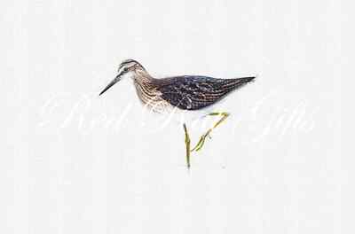 A3 Drawing wood sandpiper Ltd Edition | eBay UK