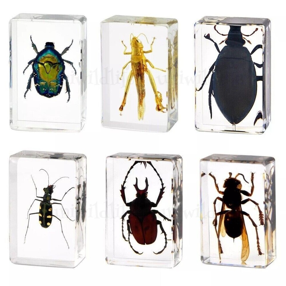50 Pcs Insect in Resin Specimen For Educational Bugs Collection Real ...