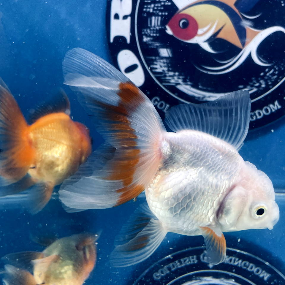 Thai oranda goldfish Two Live Fish ( Pack 2 ) Size 3 + inches Juven | eBay