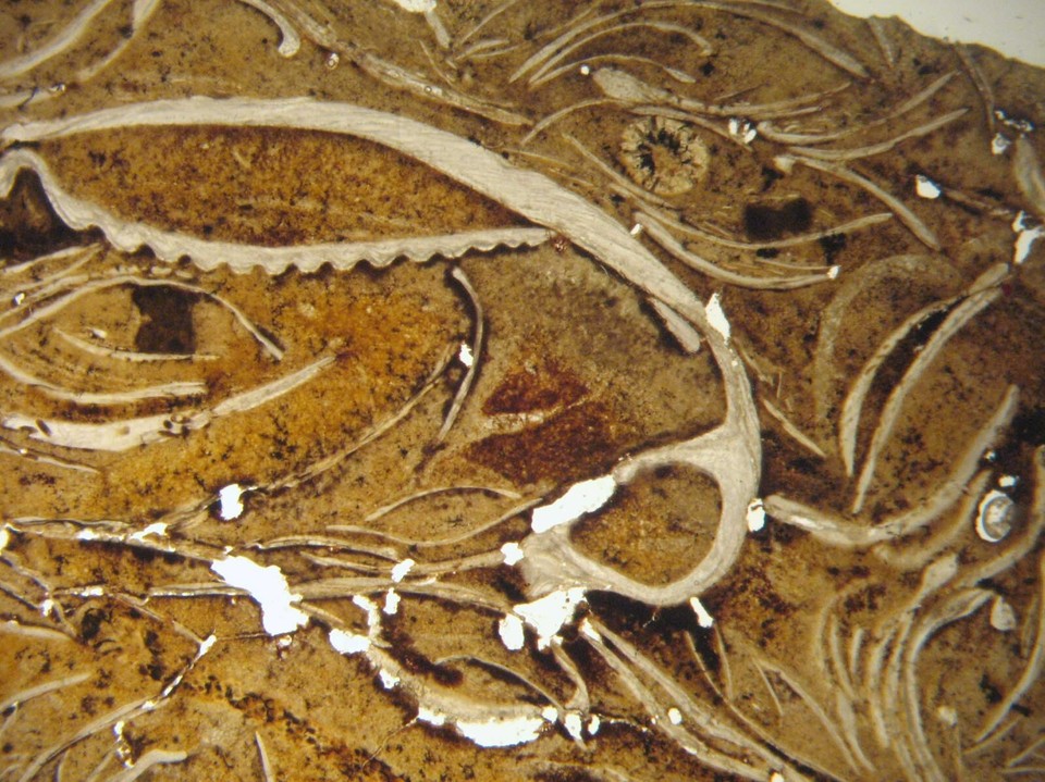 Fossil thin section collection 25 different microscope slides coral ...