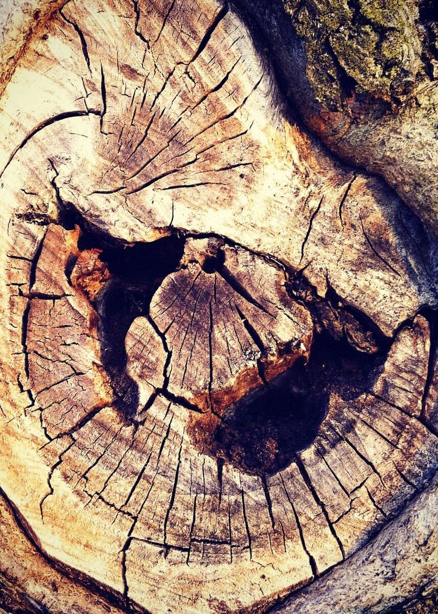 Tree Knot PREMIUM POSTER FILM PRINT HIGH QUALITY Thick paper | eBay