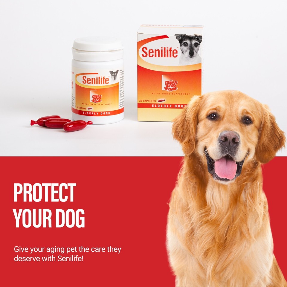 Senilife Supplement for Elderly Dogs – CEVA D59010B Brain Support, 30 ...