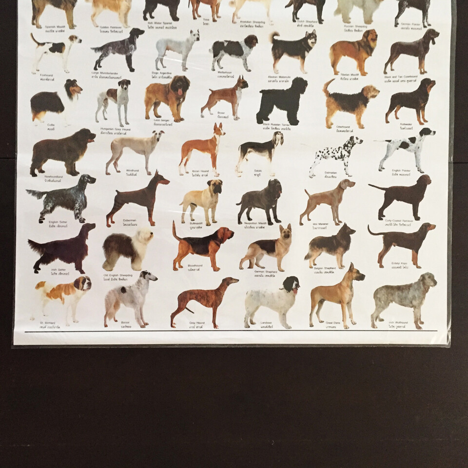 Dog Breed Poster