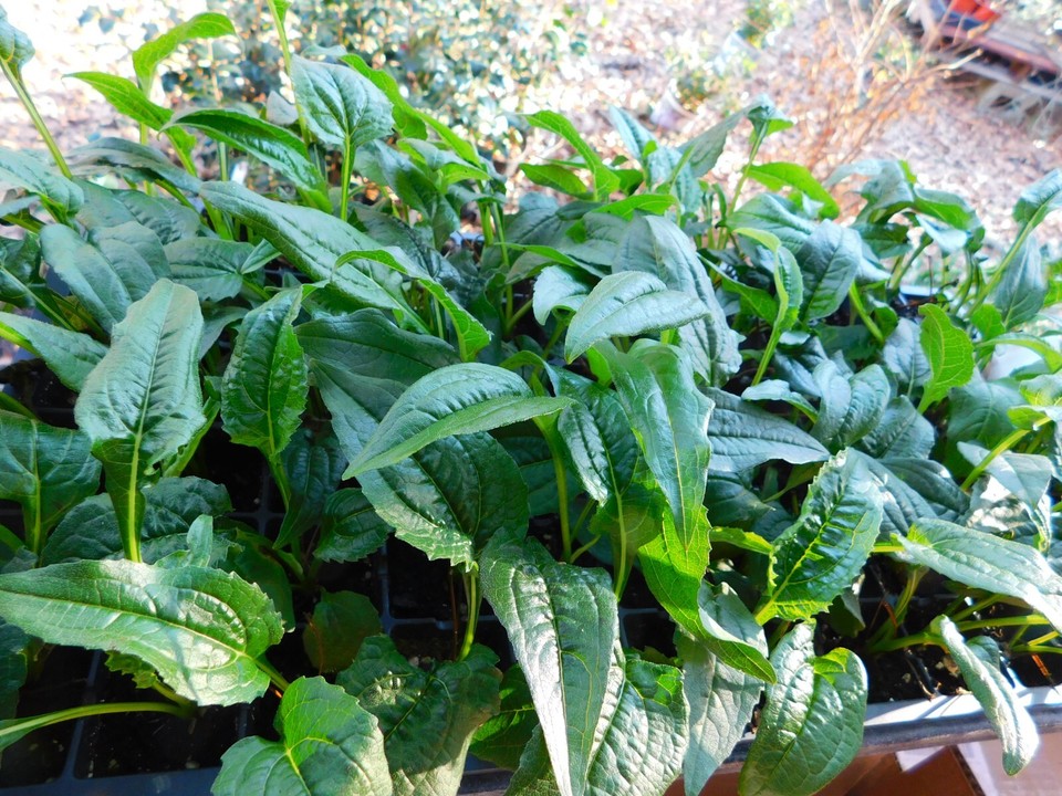 1 Pow Wow White Coneflower Echinacea Plant Potted Starter Perennial ...