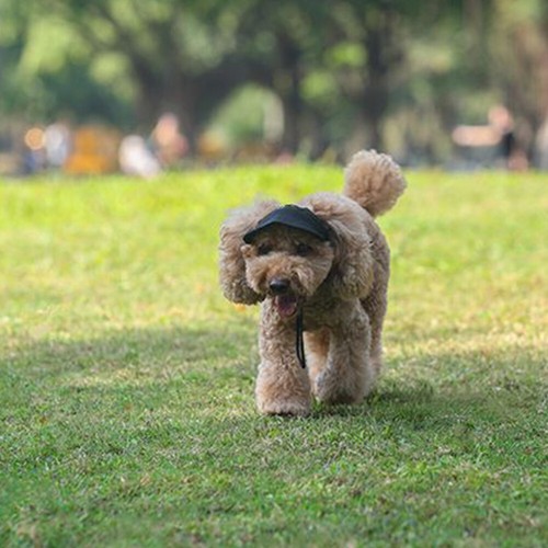 Cat Hat Photo Prop Dog Cap Summer Party Pet Supply Adjustable Buckle ...