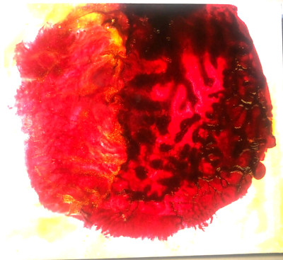 Hear We Go by Dane T.S. Hawk & His Cop Jazz Ensenble (CD, 2013) import ...