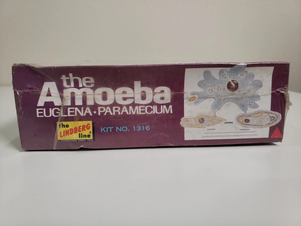 Amoeba Paramecium Model Plastic