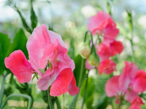 Sweet pea Geranium Pink x25 seeds, Excellent cut flower sweet peas ...