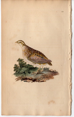 1809 DONOVAN Antique Print, Common quail 128, Natural History British ...