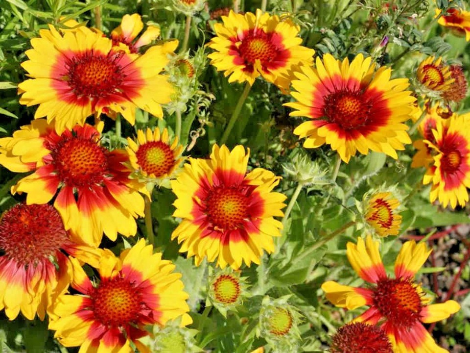 200+BLANKET FLOWER Seeds Native Wildflower Perennial Drought Heat ...