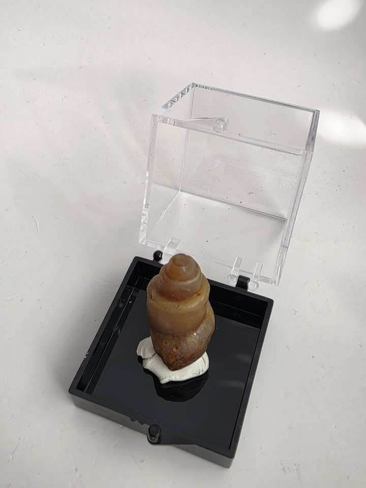 Agatized Shell Crystal FOSSIL Specimen New. USA Ship. | eBay