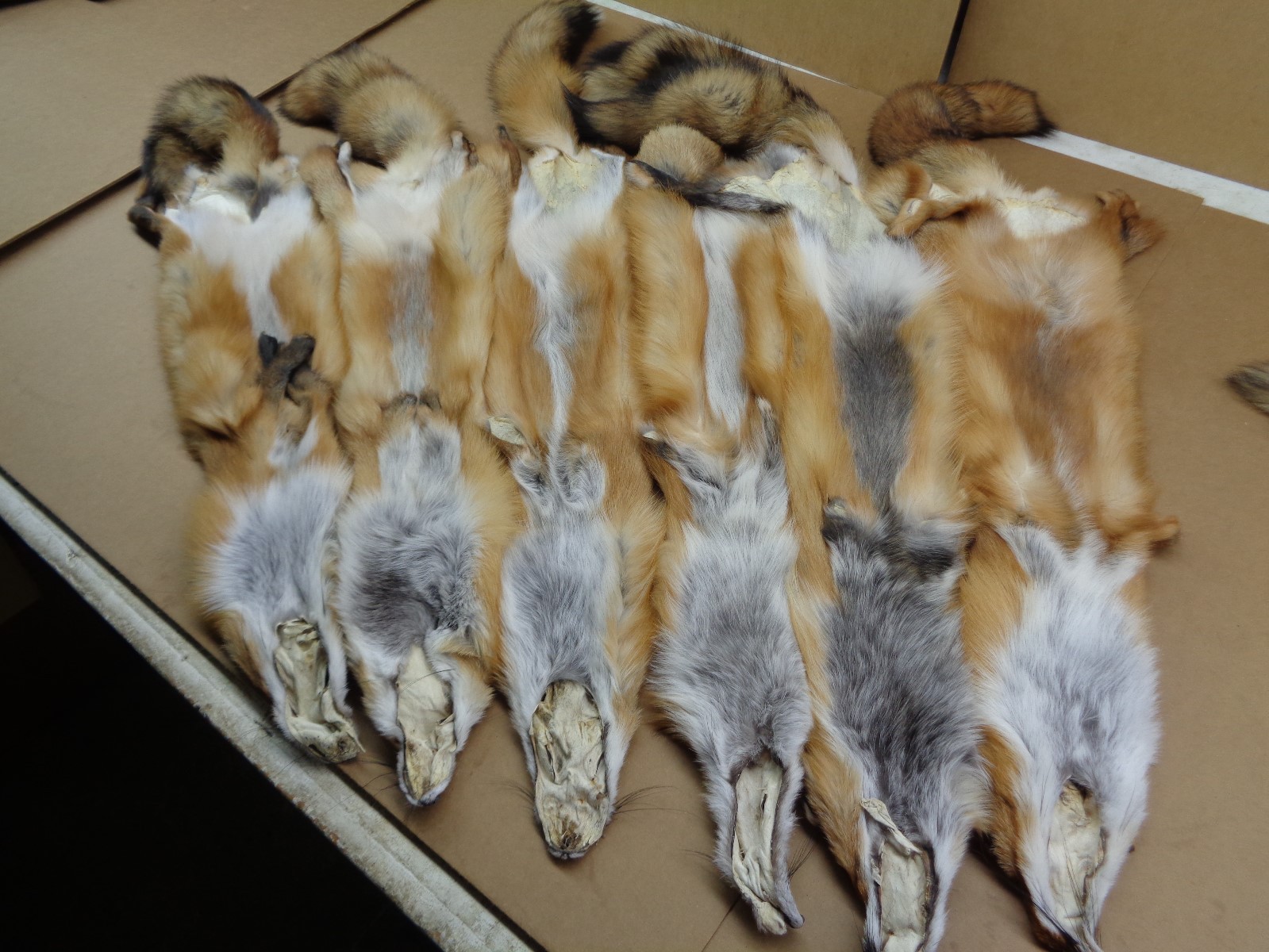 Tanned #1 Red Fox Hides/Furs/Trapping/Taxidermy/Crafts/Freshly tanned ...