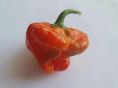 20 Jamaican Red Mushroom Chilli Seeds. UK Seller with Plant Passport ...