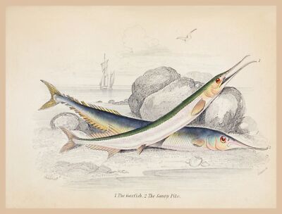 8647.Decoration Poster.Home Room wall art design.Fishing.Saury Pike ...