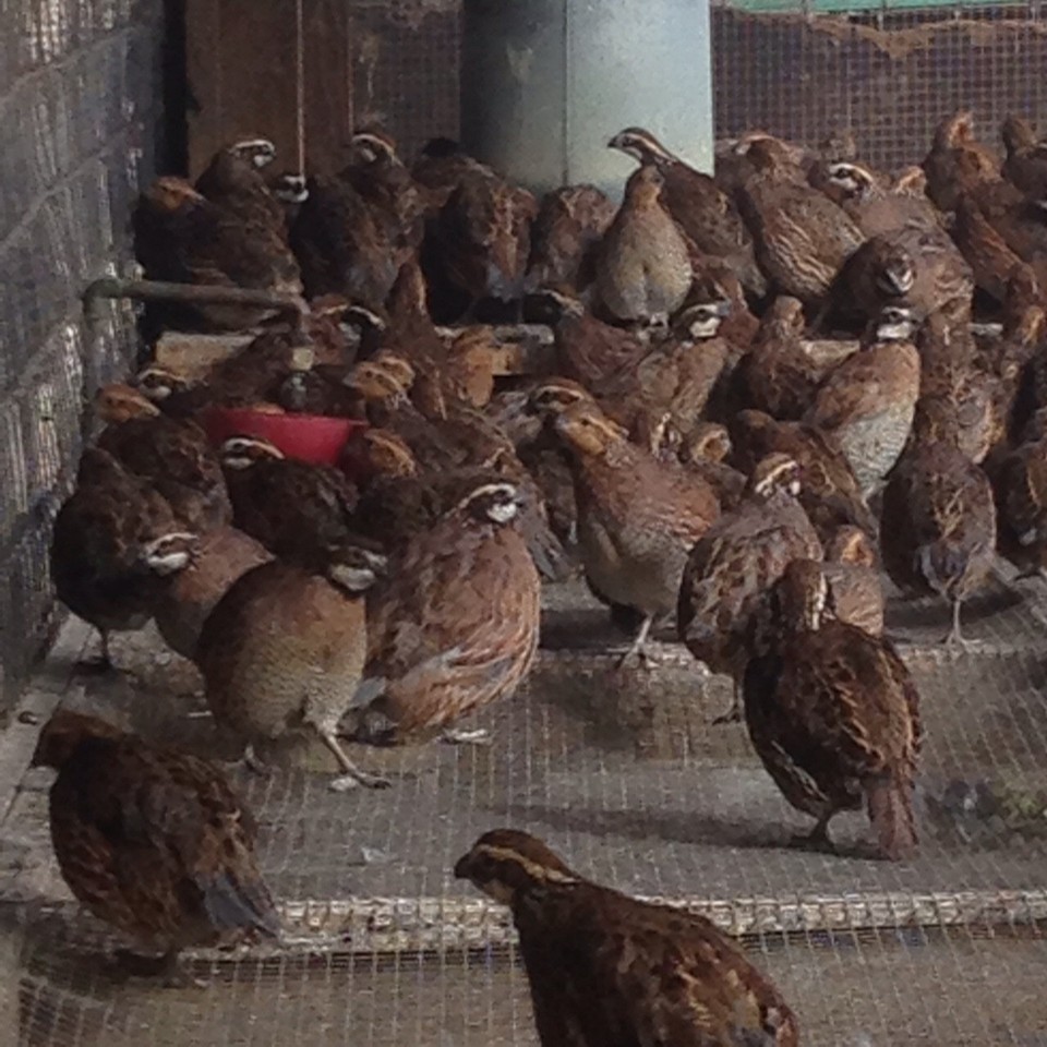 20 Butler bobwhite quail hatching eggs | eBay