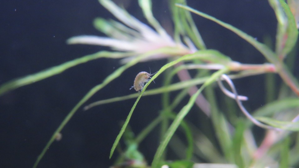 Live Scuds (Gammarus Shrimp) - Live Fish Food / Clean up Crew | eBay
