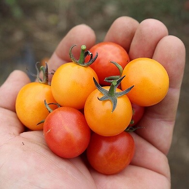 Tomato Honeydrop 100 seeds | eBay