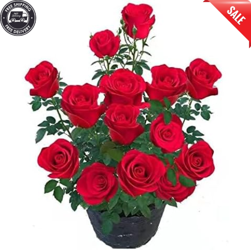 Bright Red Rose Bush Large Flowers Rose Rose Plants Live Ready to Plant ...