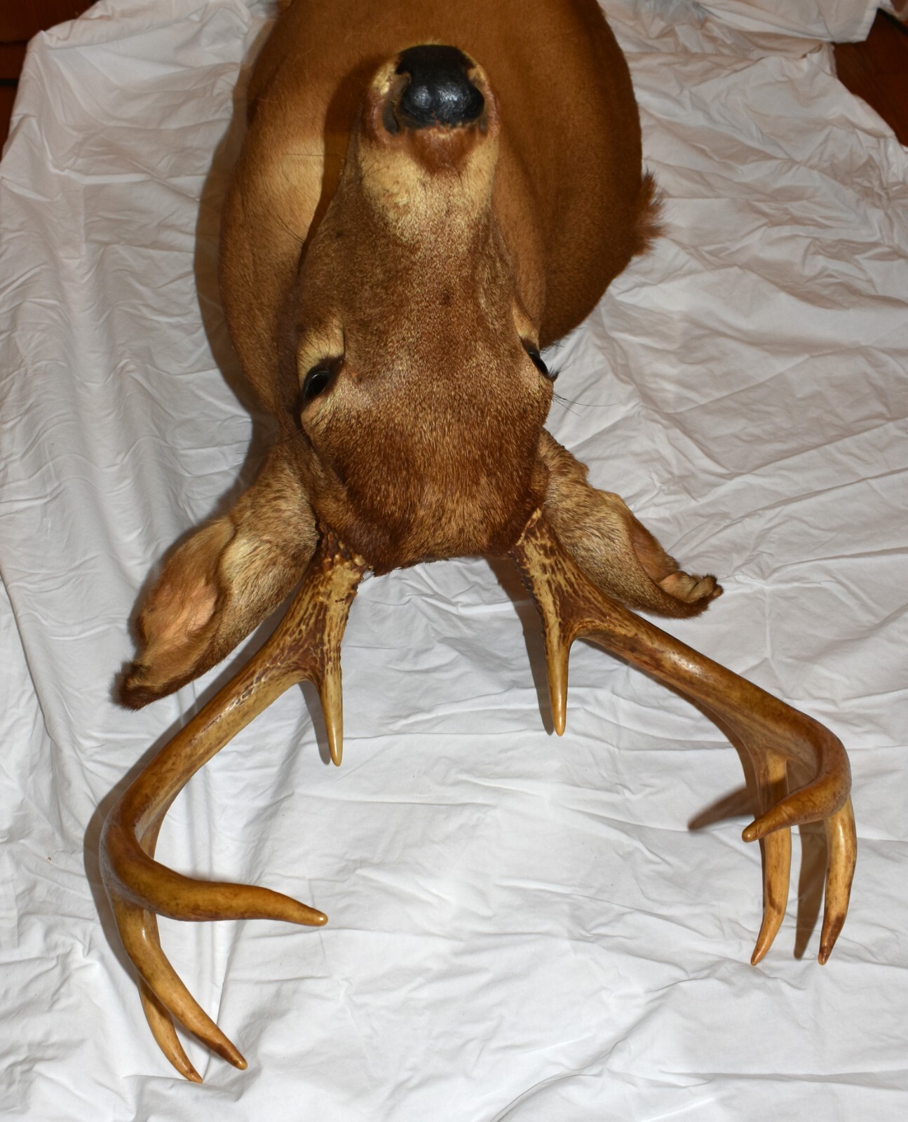 8-Point Whitetail Deer Real Wild Fighting Stag in Rut Shoulder Mount | eBay