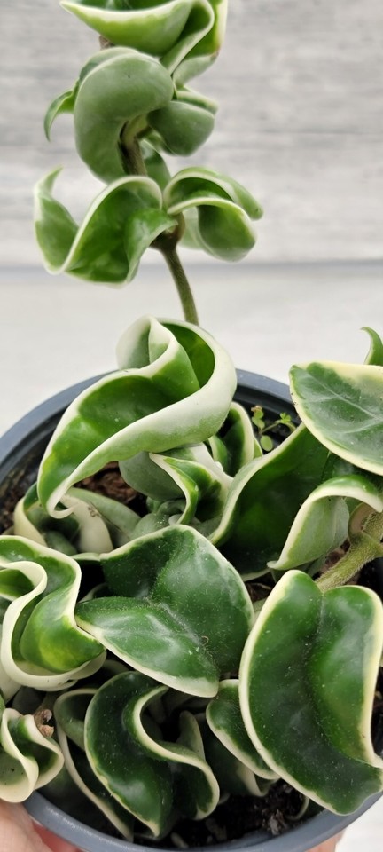 Variegated Hindu Rope – Hoya carnosa 'Compacta' Variegata in 4 inch pot ...