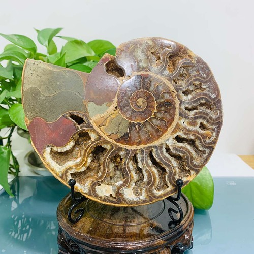 642g Natural Ammonite Fossil Quartz Slice Crystal Mineral Specimen ...