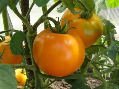 Hurma Buschtomate Tomate Tomatensamen 10 Samen aus eigenem Anbau | eBay.de