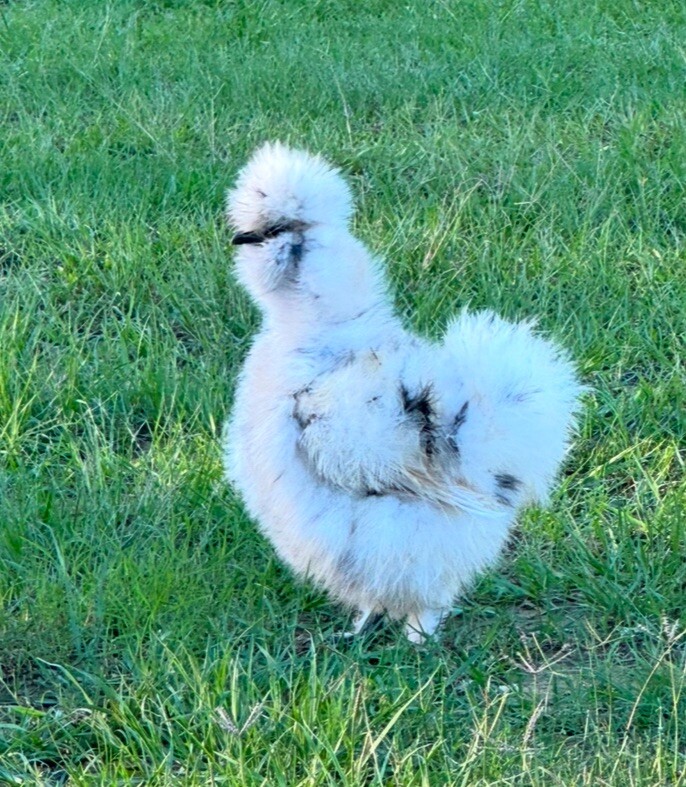 1 Show Quality Silkie Chicken Hatching Egg.all Colors,Bearded & Crested ...